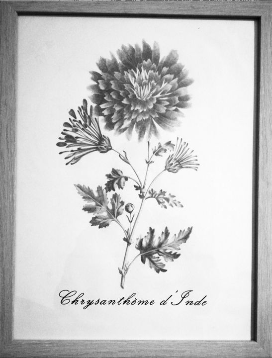 Chrysanthème d'Inde - Your Authentic Deco - Drawings & Illustration ...