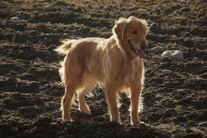 Golden Retriever in the Sun - Lines by Alyx - Photography, Animals ...