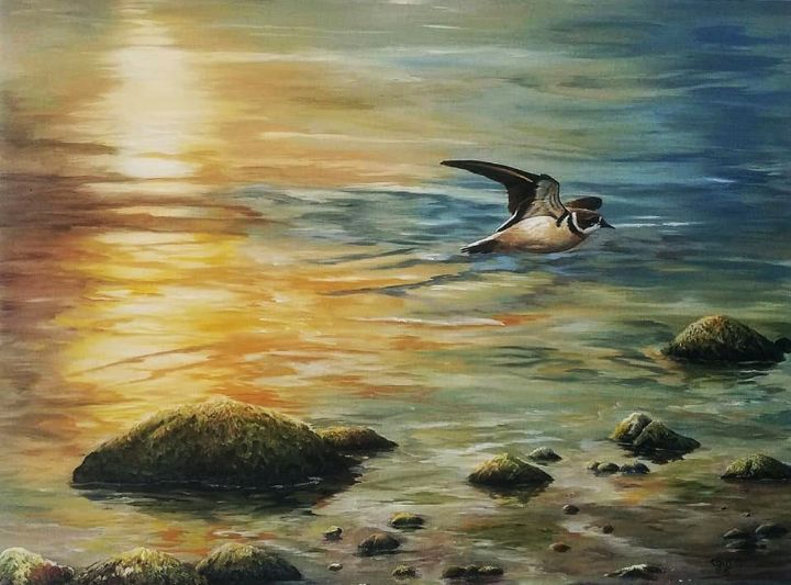 Semi-palmated Plover in Flight - Photography Prints - Paintings ...