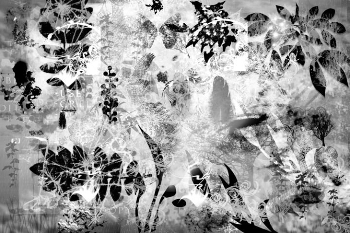 Leaves and Feather Photogram - Photography Prints - Digital Art ...