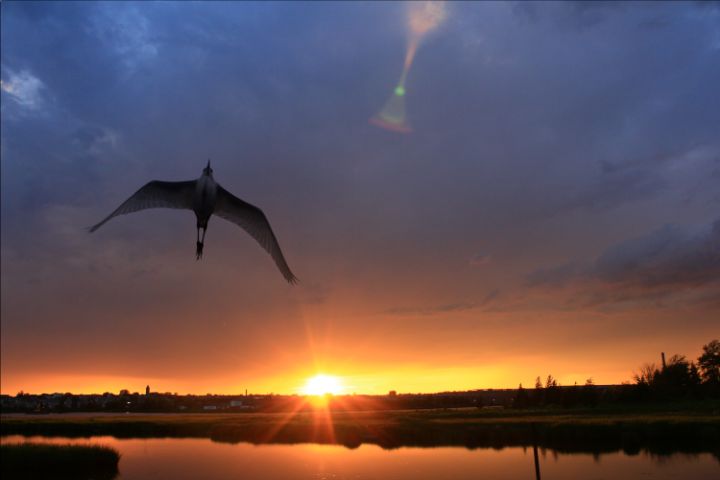 Great Egret Sunset - Photography Prints - Digital Art & AI, Animals, Birds, & Fish, Birds ...