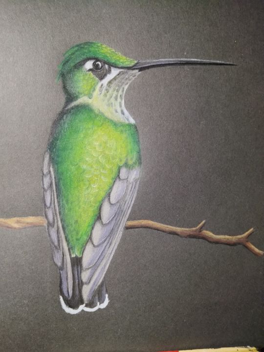 Stout - Drawings & Illustration