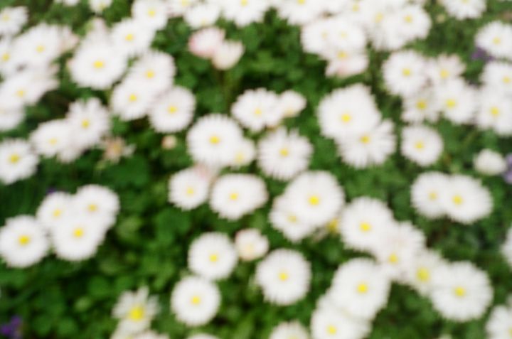 Blurry Daisies - Art & Photography by Sarai Harrell - Photography ...