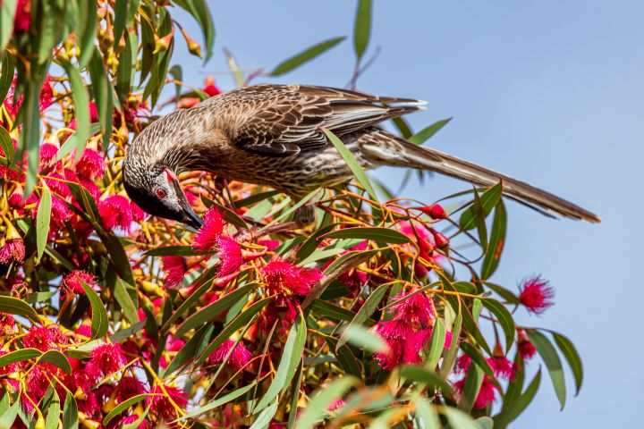 Red Wattle Bird Vibrant Pink Blossom - Robert Caddy Photography ...