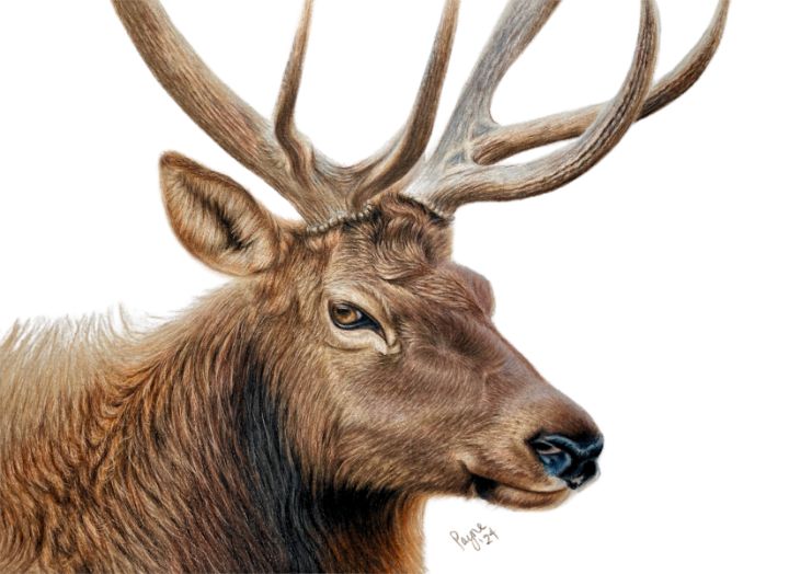 Elk - Teresa Payne Art - Drawings & Illustration, Animals, Birds ...