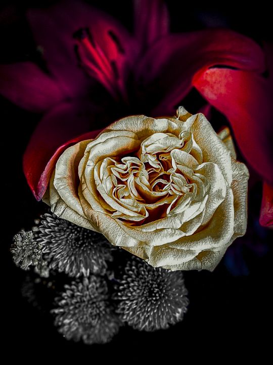 Rose and Red Lily - Christine Allison - Photography, Flowers, Plants ...