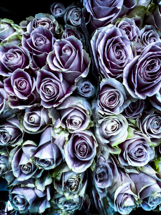 Bright Pastel Roses - Christine Allison - Photography, Flowers, Plants ...