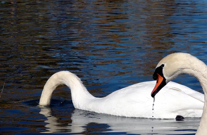 Swans Feeding - Angelandspot - Photography, Animals, Birds, & Fish ...