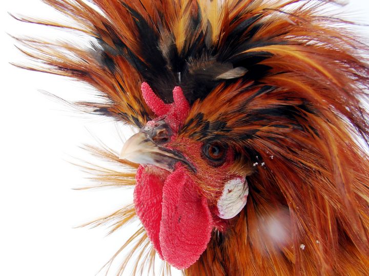 Polish Rooster - Angelandspot - Photography, Animals, Birds, & Fish ...