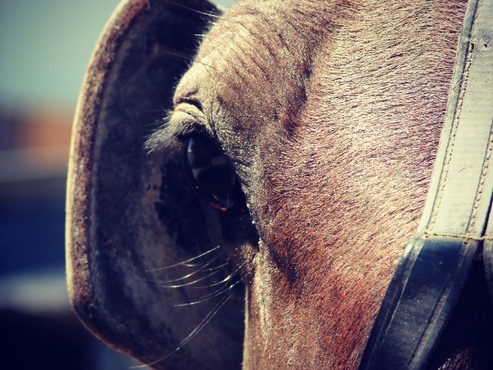 Blinders - Angelandspot - Photography, Animals, Birds, & Fish, Horses ...
