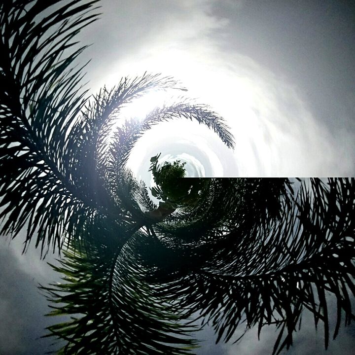 Bright future - Euler - Photography, Flowers, Plants, & Trees, Trees ...