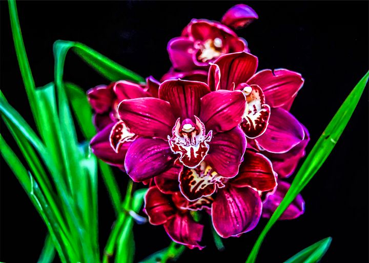 orchid oil paint picture - abdesign - Photography, Flowers, Plants ...