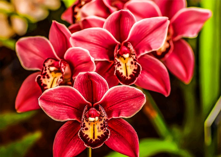 orchid oil paint picture - abdesign - Photography, Flowers, Plants ...