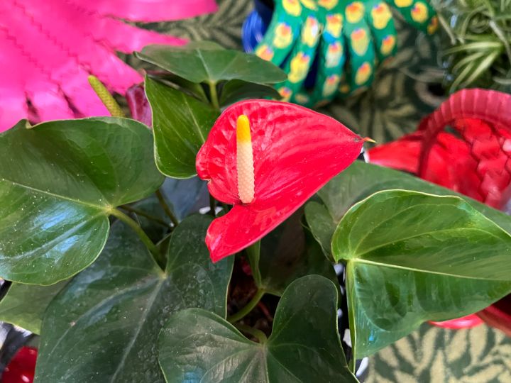 Flamingo Lilly - Studio26 - Photography, Flowers, Plants, & Trees, Flowers, Flowers I-Z, Lilies ...