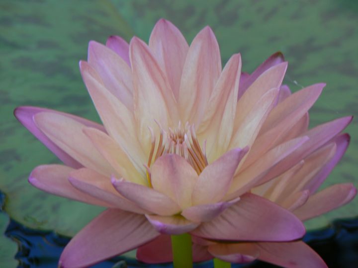 Art by Levon - Photography