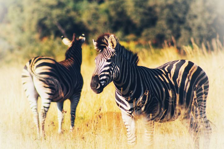zebra - kayisephotography - Photography, Landscapes & Nature, Other ...