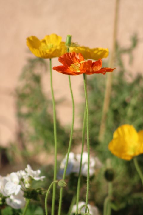 Rust Orange and Butter Yellow Poppy - ButterflyInTheAttic - Photography ...