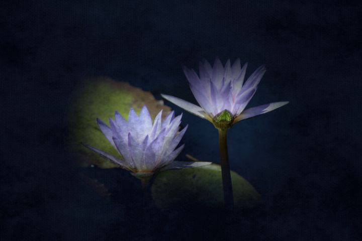 Lotus Flowers in Midnight Blue - ButterflyInTheAttic - Photography ...