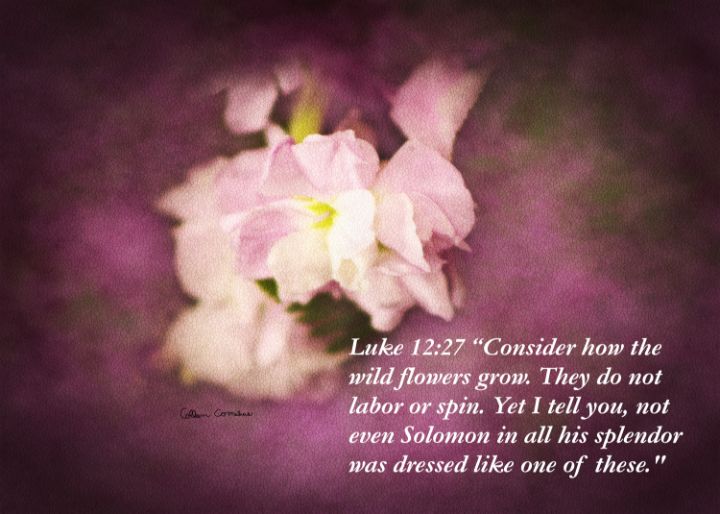 Luke 12:27 Bible Quote On Pink Flowe - ButterflyInTheAttic - Digital ...