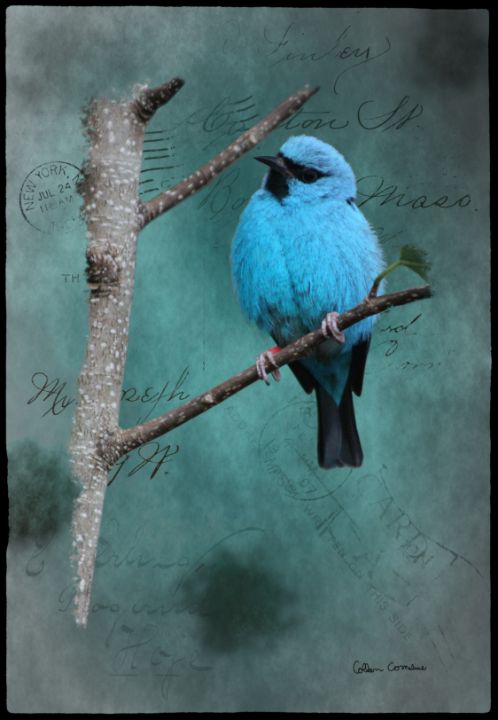 Blue Bird on Branch Mixed Media - ButterflyInTheAttic - Digital Art ...