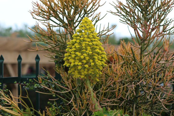 Pencil Plants and Fence Nature Photo - ButterflyInTheAttic ...