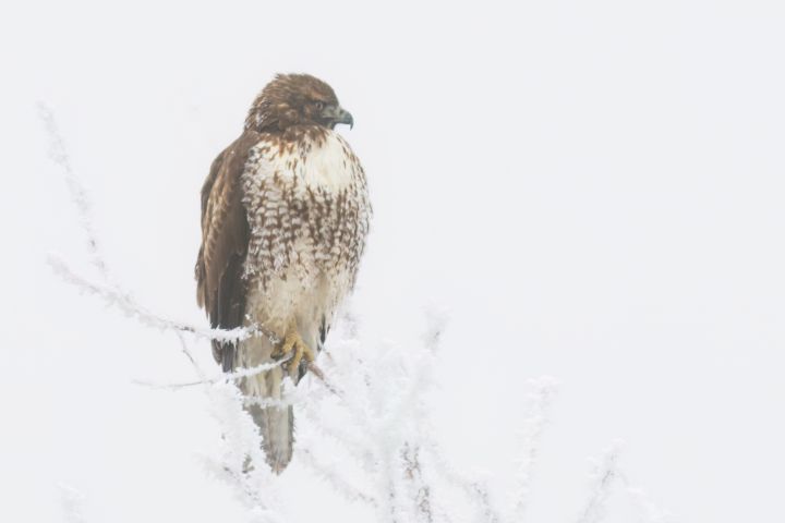 Hawk in the Frost - Mike Lee - Photography, Animals, Birds, & Fish ...
