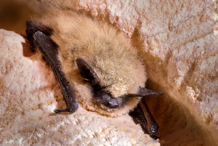 Sleepy Little Bat - Mike Lee - Photography, Animals, Birds, & Fish ...