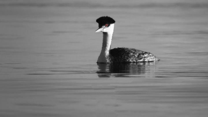 Old Red Eyes - Mike Lee - Photography, Animals, Birds, & Fish, Birds ...