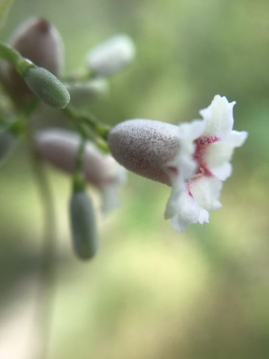 Skunkvine - Paederia Foetida - Juan Diaz - Photography, Flowers, Plants ...
