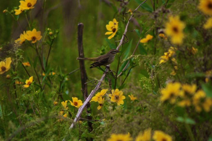 Palm Warbler in Wildflowers - Juan Diaz - Photography, Animals, Birds ...