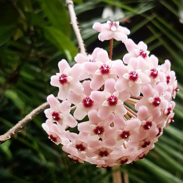 Hoya - Hope McDowell Art - Photography, Flowers, Plants, & Trees ...