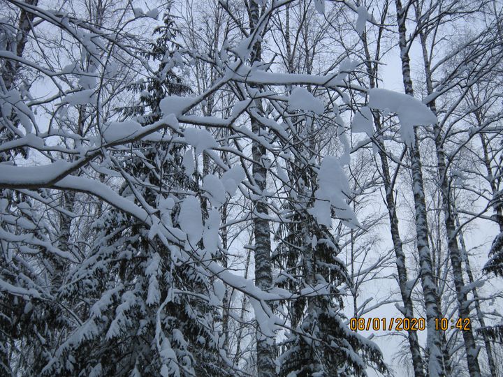 Forest in Winter 4 - Ilya F - Photography, Landscapes & Nature, Forests ...