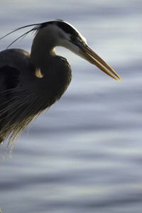 L.Muraca - Photography