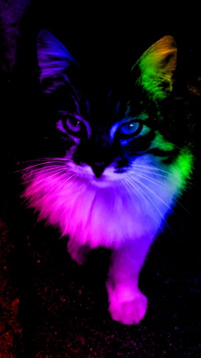 Cat in rainbow colours - WallArtOfMio - Digital Art & AI, Animals ...