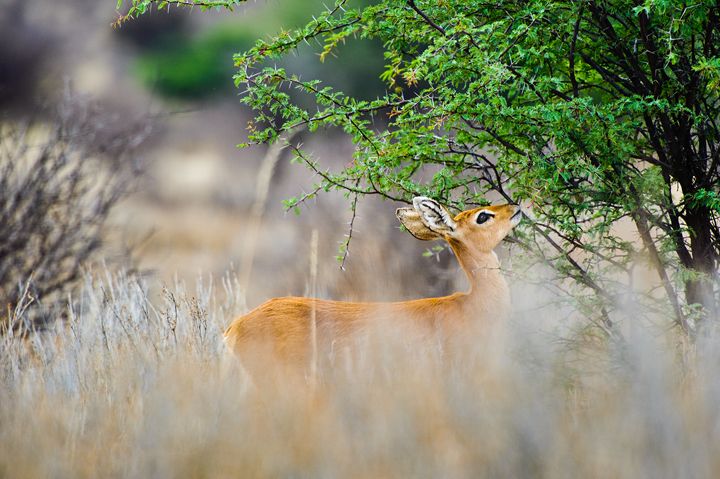 Steenbok Feeding - Charel Schreuder Photography - Photography, Animals ...