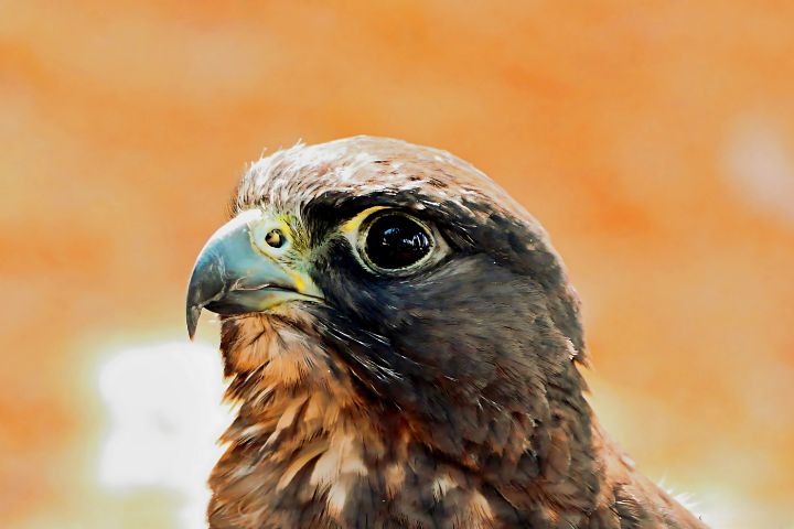 Falcon Eye Portrait – Intense Raptor - M.ALK - Photography, Animals ...
