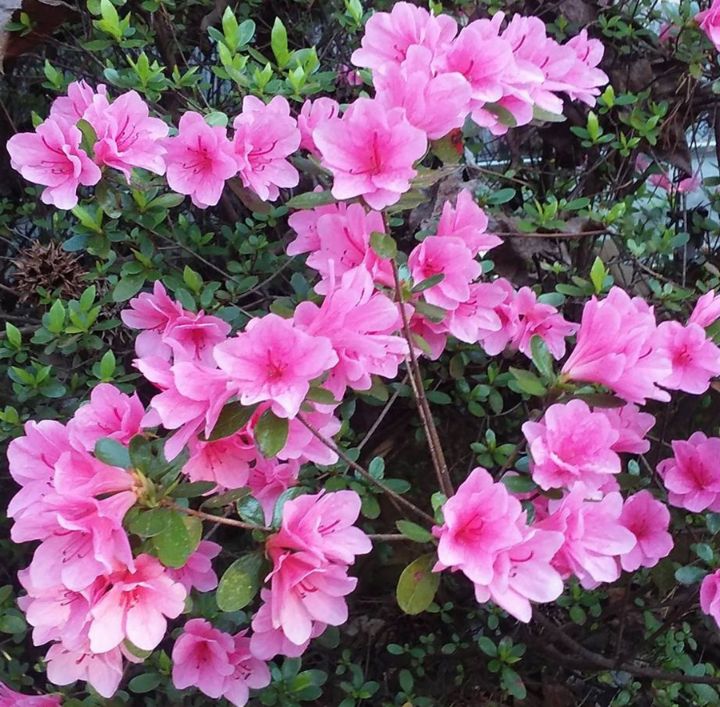 Bonny Blossoms - Ray Nichols - Photography, Flowers, Plants, & Trees ...