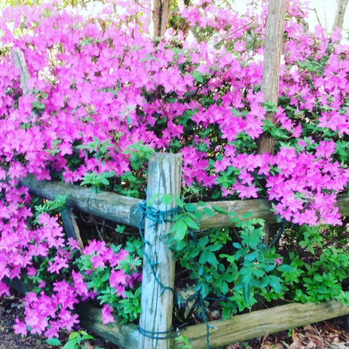 On the fence - Ray Nichols - Photography, Flowers, Plants, & Trees ...