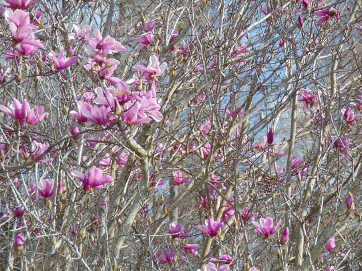Scenic flowers in Tyro - Ray Nichols - Photography, Entertainment ...
