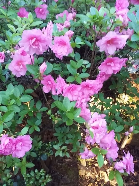 Pink 111 - Ray Nichols - Photography, Entertainment, Other ...