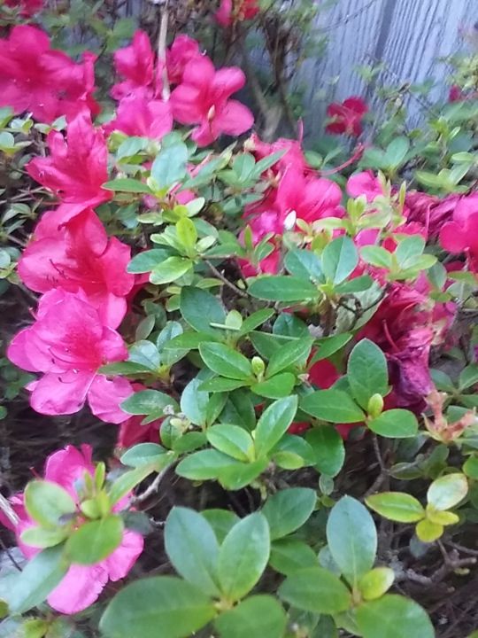 Pink 222 - Ray Nichols - Photography, Flowers, Plants, & Trees, Flowers ...