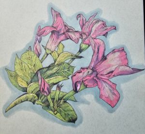 Timothy M - Drawings & Illustration, Paintings & Prints