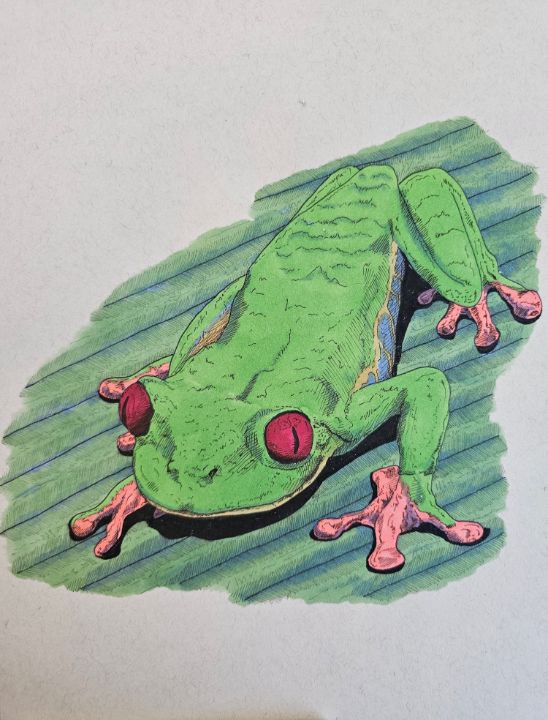 Tree frog - Timothy M - Drawings & Illustration, Animals, Birds, & Fish ...