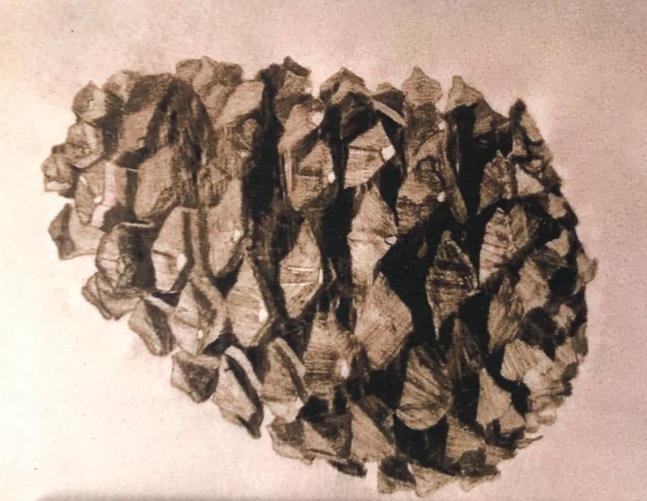 Pinecone - Marcus Marchant's available portfolio - Drawings ...