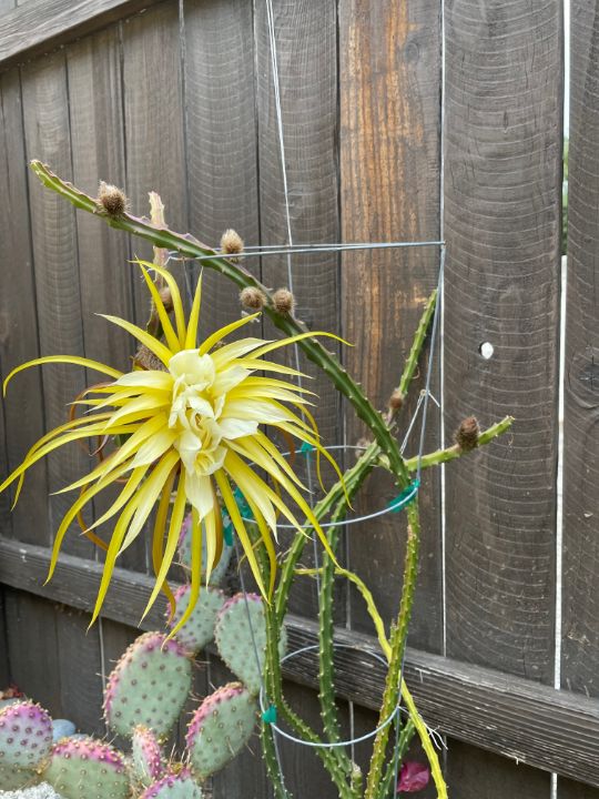 Blooming Snake Cactus - BrynDJ Art - Photography, Flowers, Plants ...