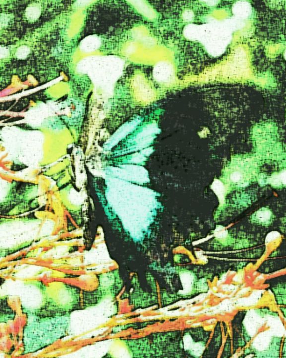 BUTTERFLY - Zoo Notion - Digital Art & AI, Animals, Birds, & Fish, Bugs ...