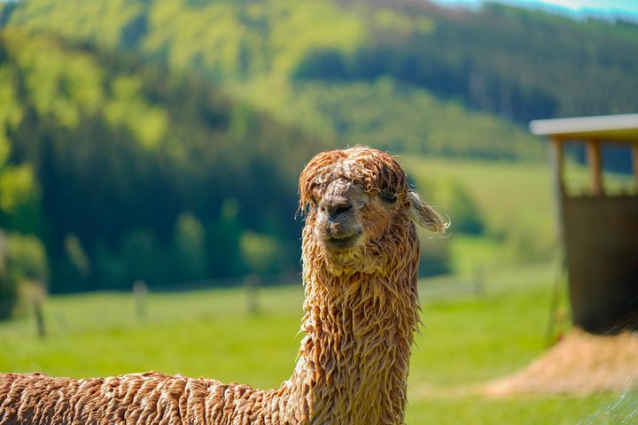 Alpaka after bath - Bilge Paksoylu - Photography, Animals, Birds ...