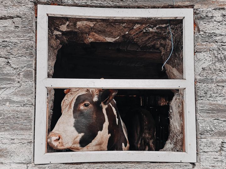 Cow looking at from window - Bilge Paksoylu - Photography, Animals ...