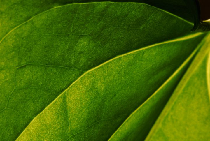 Macro Close Up Leaf Leaves Photo - Bilge Paksoylu - Photography ...
