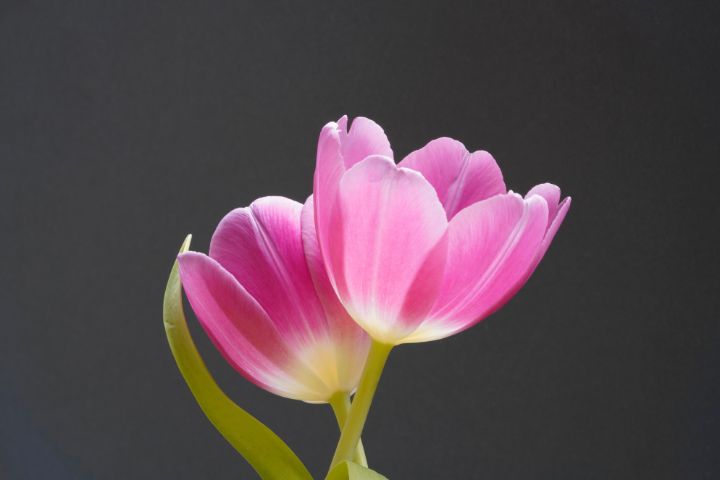Pink Tulip Photography - Bilge Paksoylu - Photography, Flowers, Plants ...